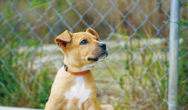 Amanda-Fultz | the WOOF イヌメディア